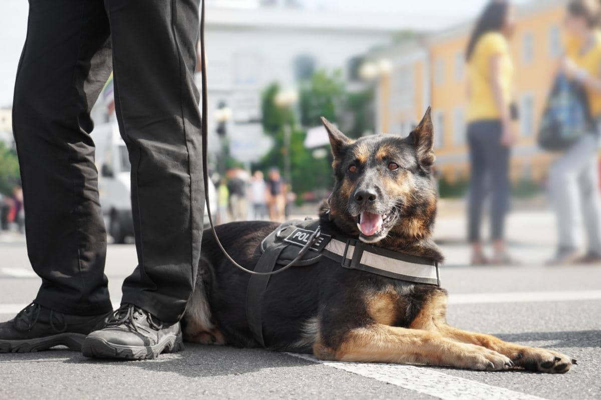Klaassen Total Security - Homepage - Klaassen Total Techniek en Services